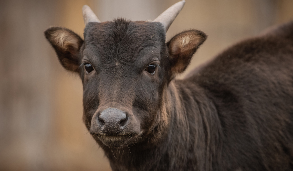 Anoa | Chester Zoo animals
