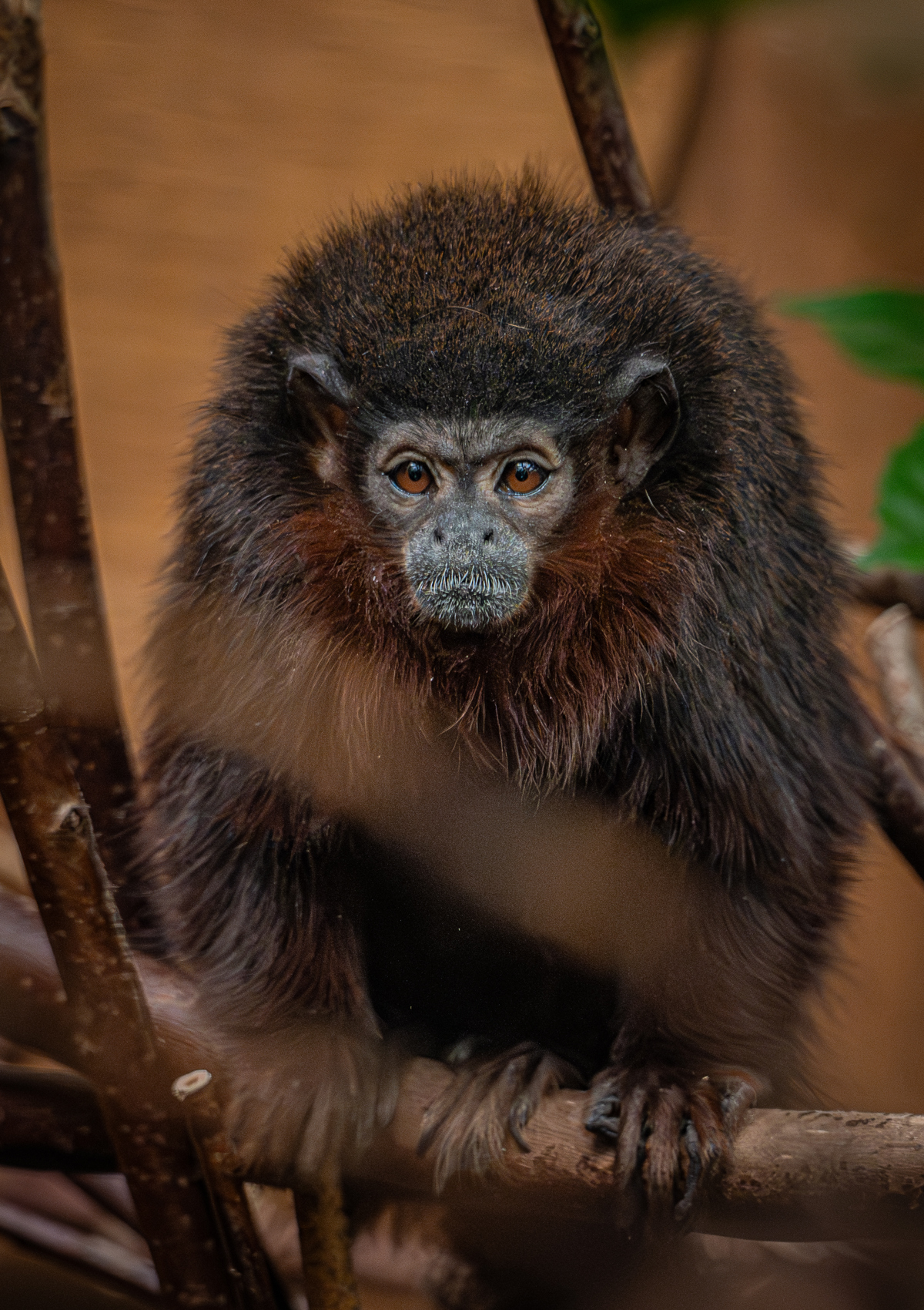 Titi monkey | Chester Zoo animals