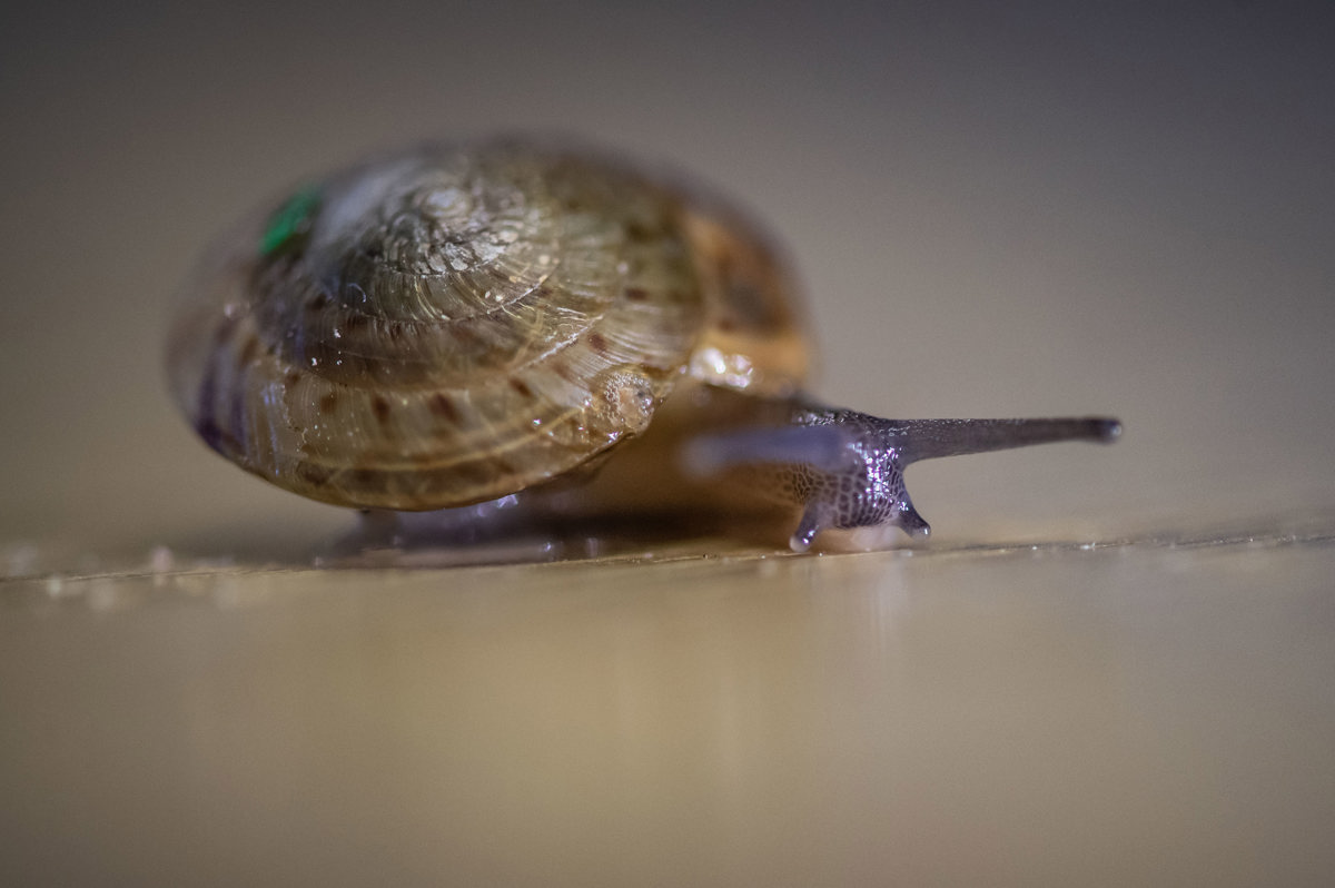 Chester Zoo | 'Extinct' snail officially saved with help from Chester ...