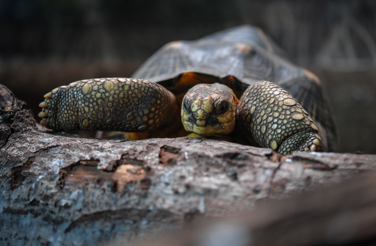Radiated tortoise | Chester Zoo animals
