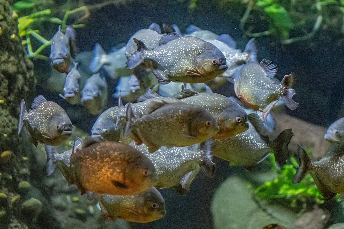 Red-bellied piranhas arrive at the zoo | Chester Zoo
