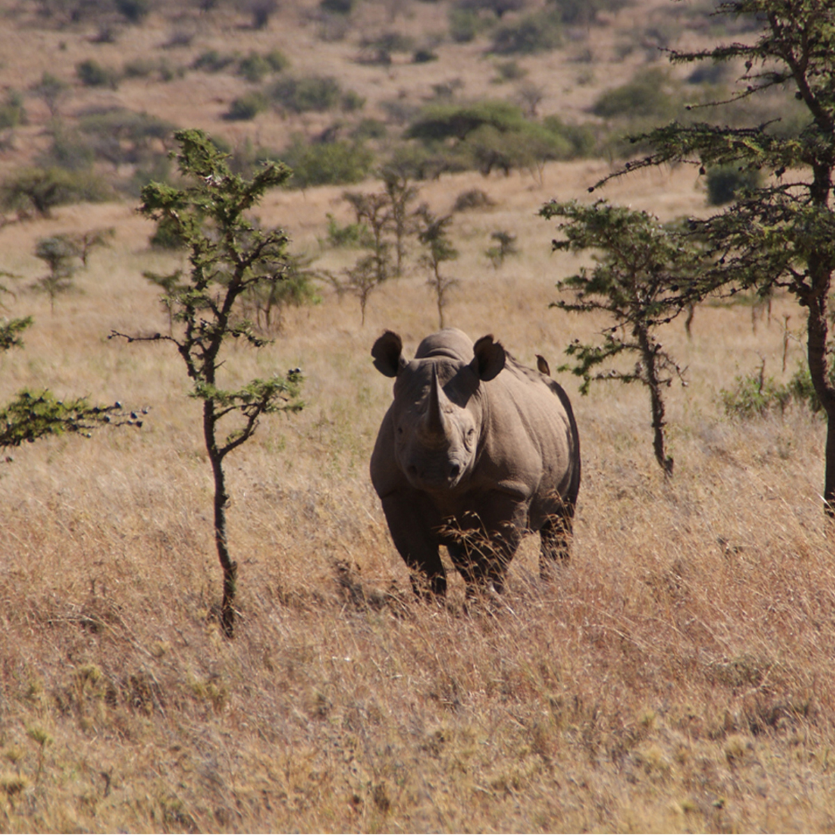 Research threatened species