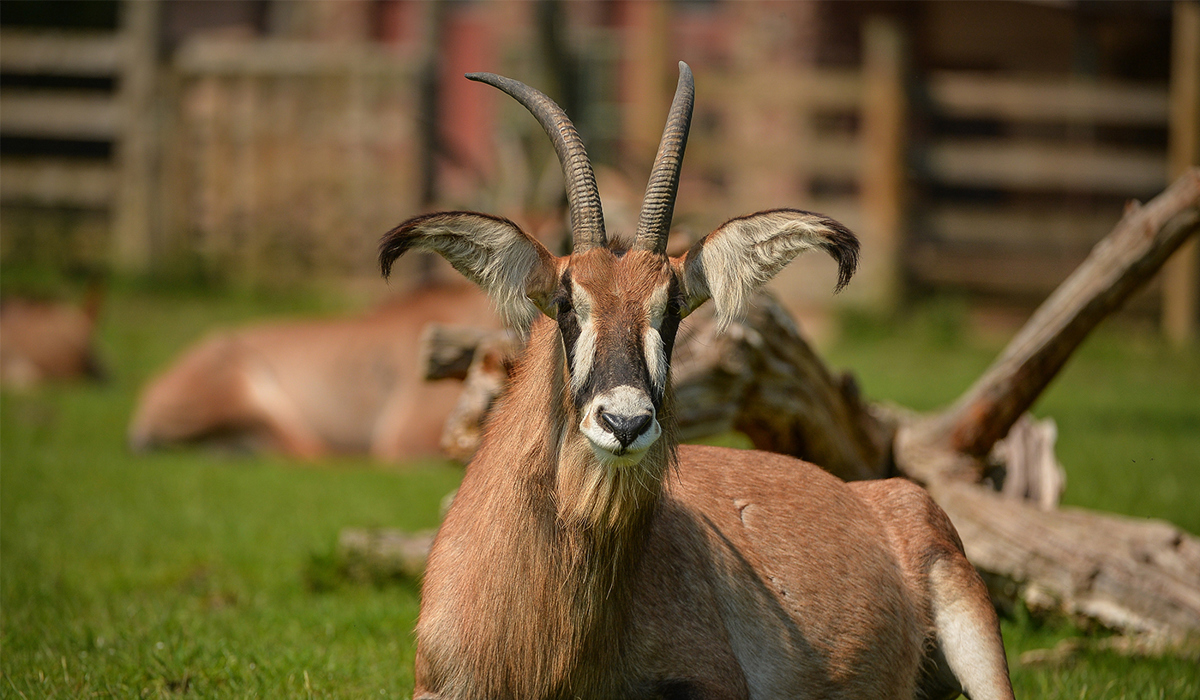 Roan antelope | Chester Zoo animals