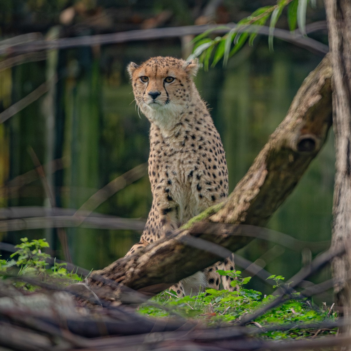 Cheetah brothers arrive at Chester Zoo | Chester Zoo