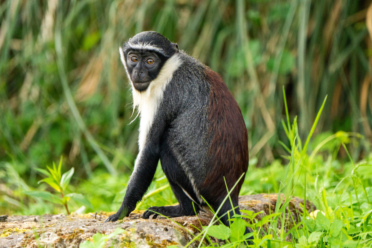 Roloway monkey | Chester Zoo animals