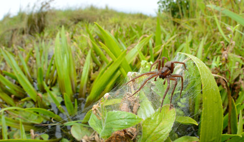 BRINGING THE UK'S LARGEST SPIDER BACK FROM THE BRINK | Chester Zoo