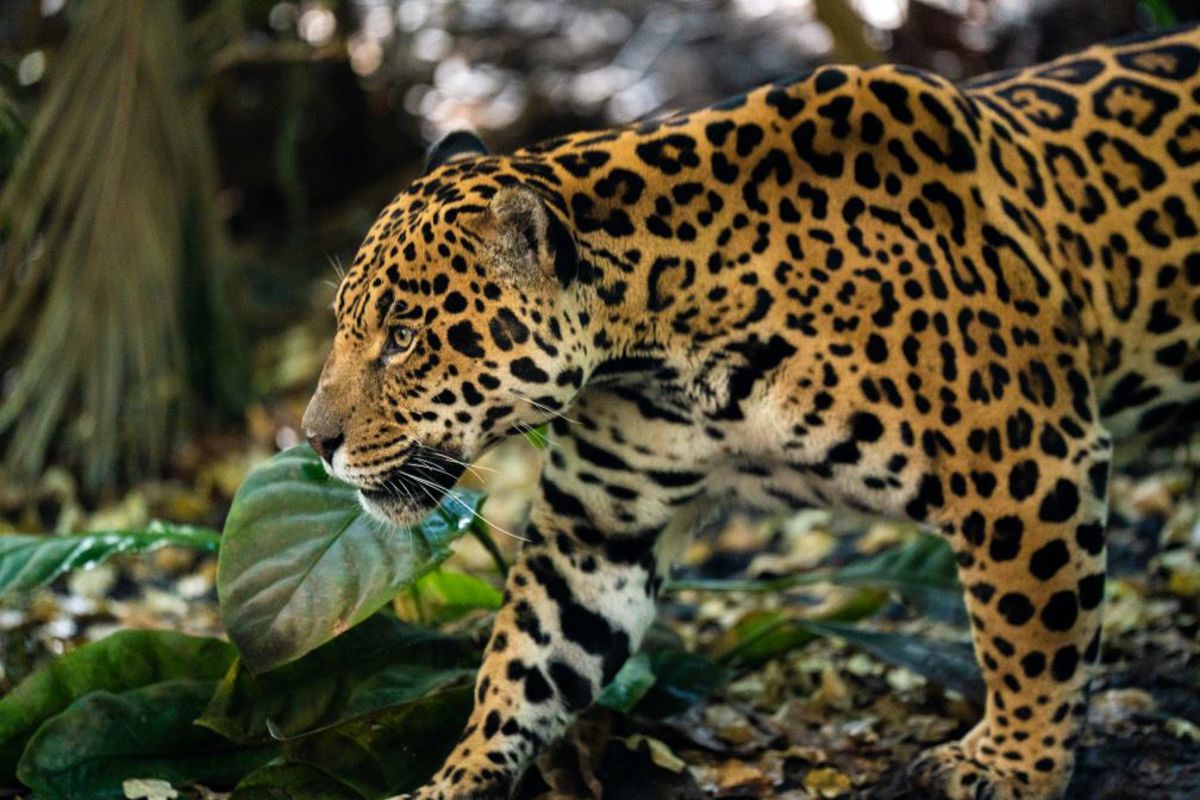 Jaguar | Chester Zoo animals