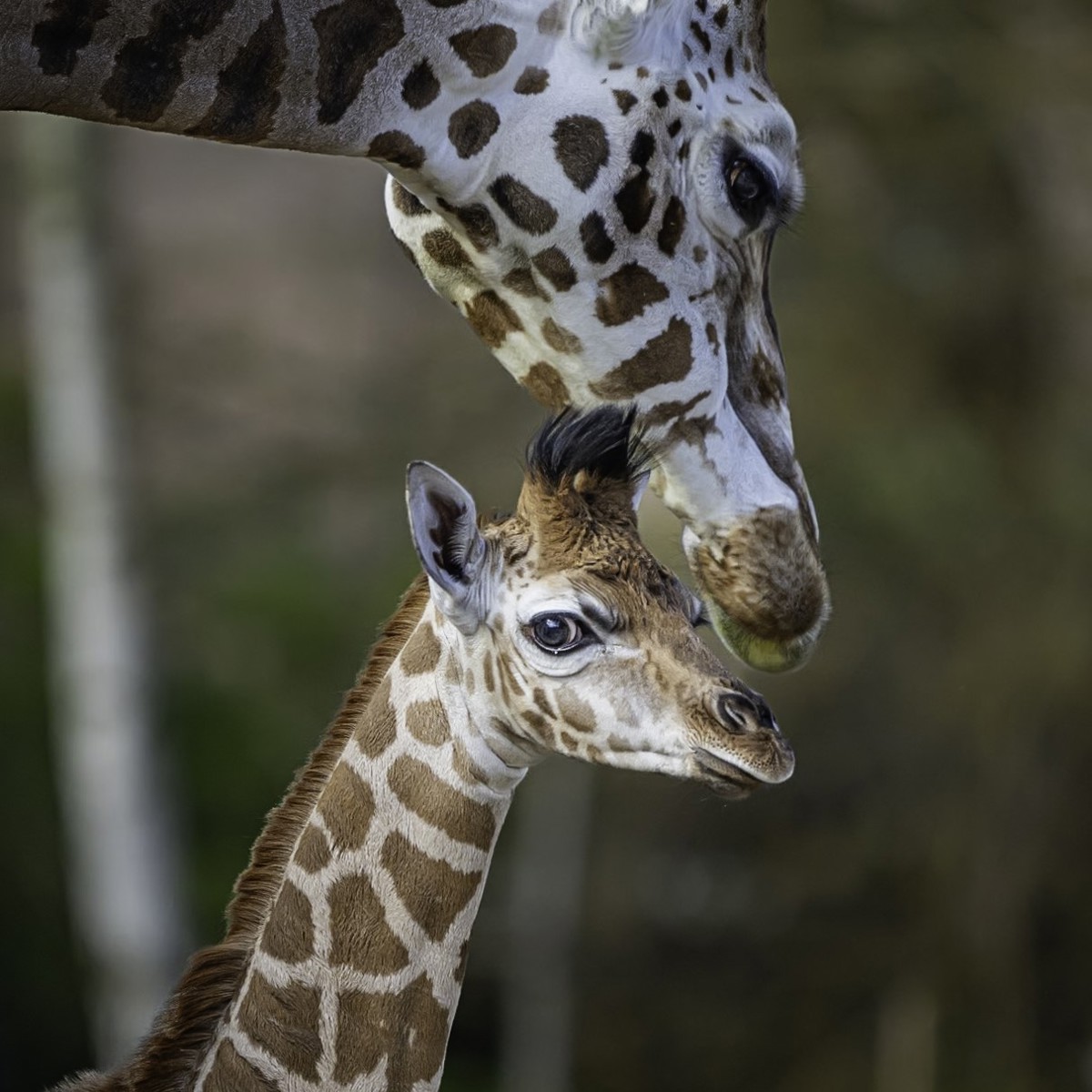 Trusts & Foundations | Chester Zoo