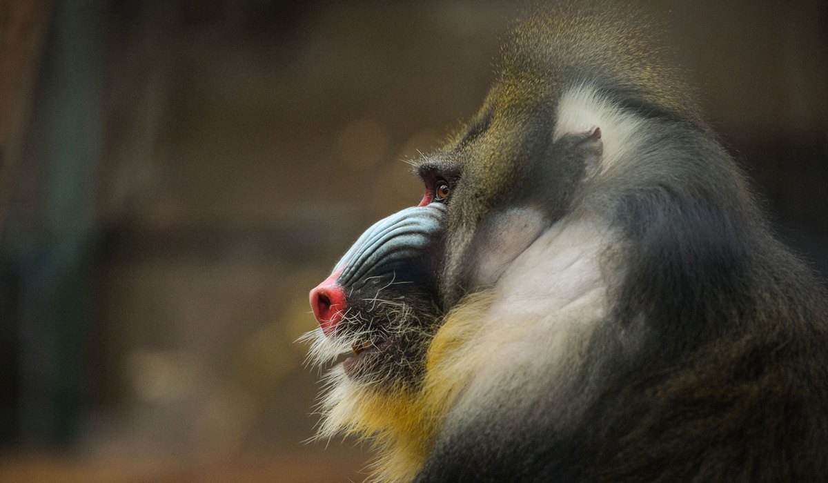 Mandrill | Chester Zoo animals