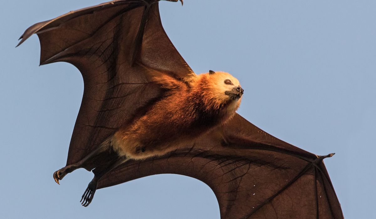 Chester Zoo | Bats and Biodiversity in Mauritius
