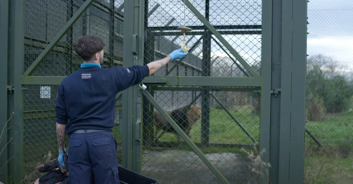 Career case study – Apprentice carnivore zoo keeper