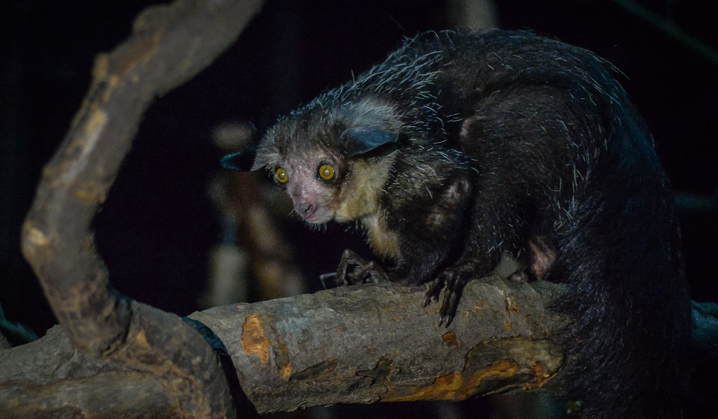 Aye-aye | Chester Zoo animals