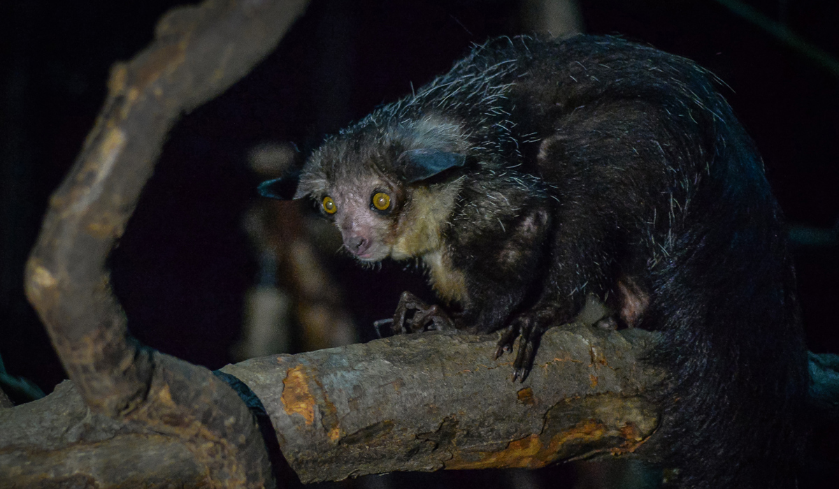 Aye-aye | Chester Zoo animals