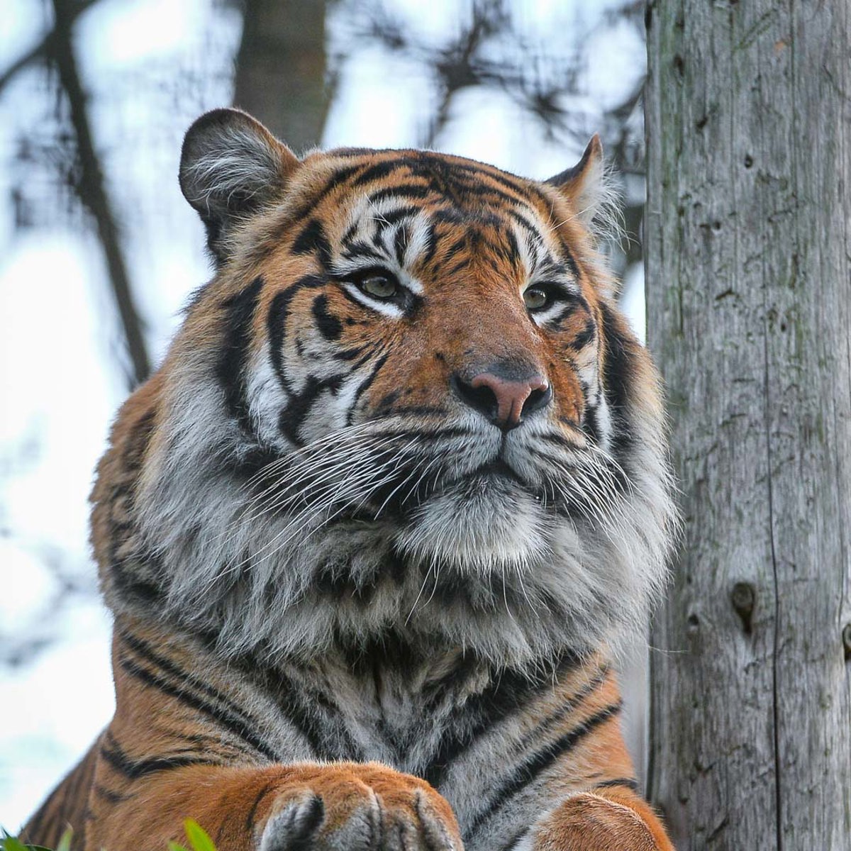 ANIMAL FACT FILE: Sumatran tiger
