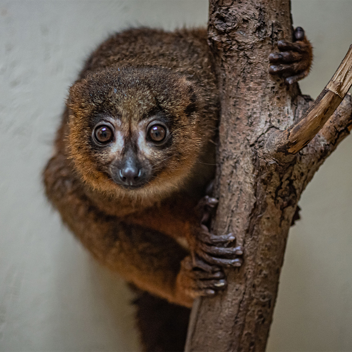 Red-bellied lemur | Chester Zoo animals