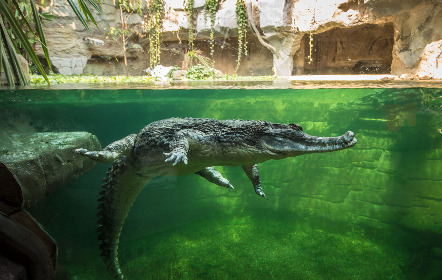 Gharial Fact Sheet