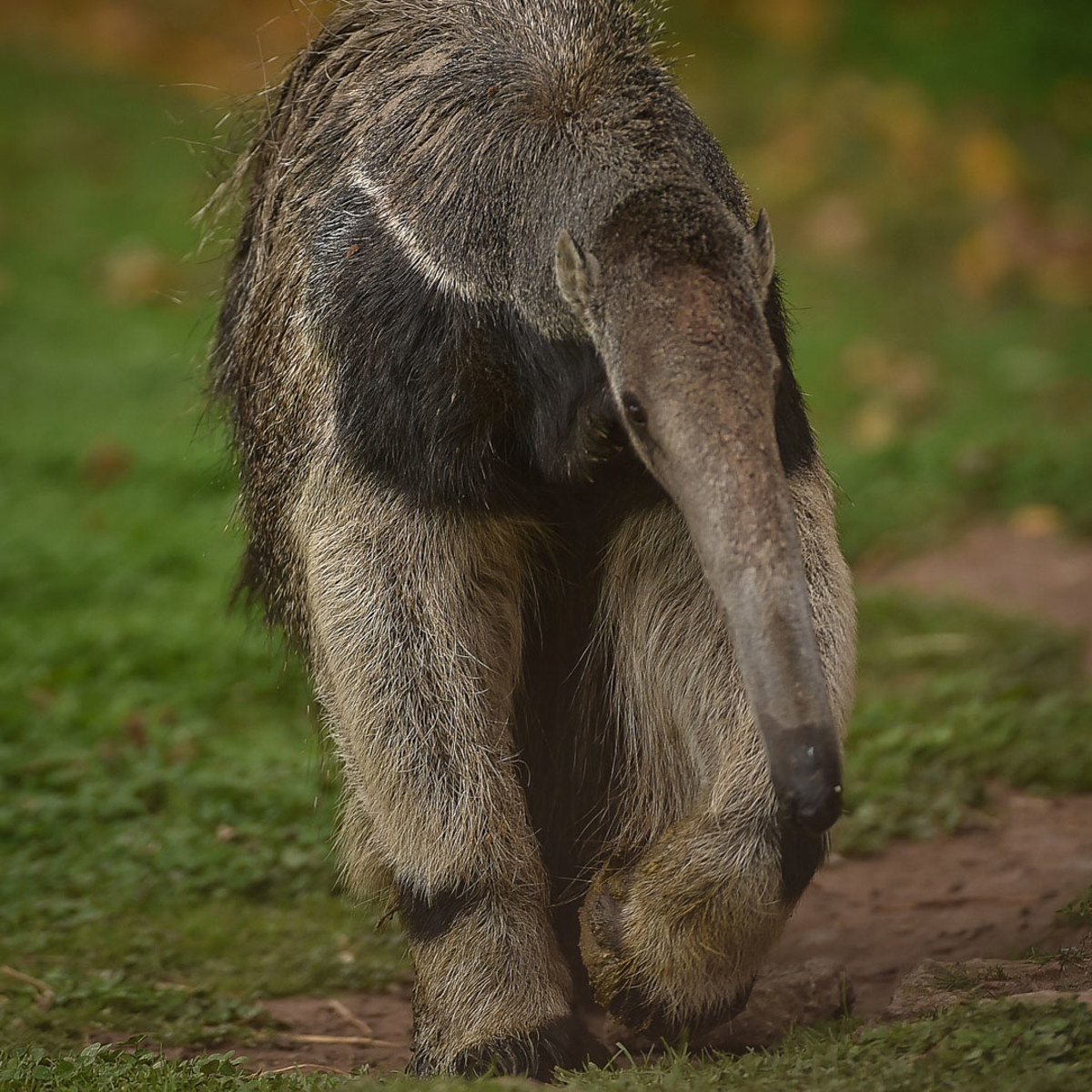 Giant anteater | Chester Zoo animals