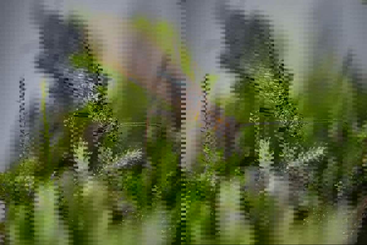 Extinct insect rediscovered 28 years later in North Wales!