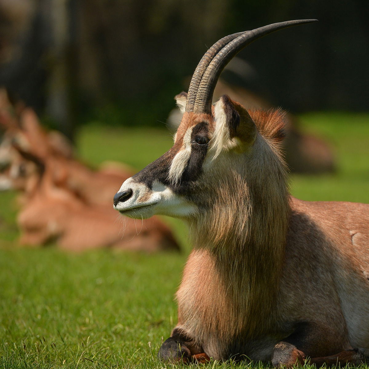Roan Antelope Baby