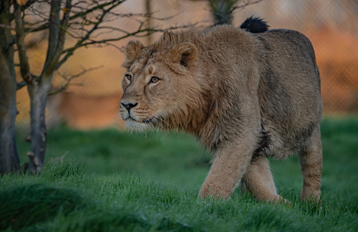 Adopt a lion | Chester Zoo