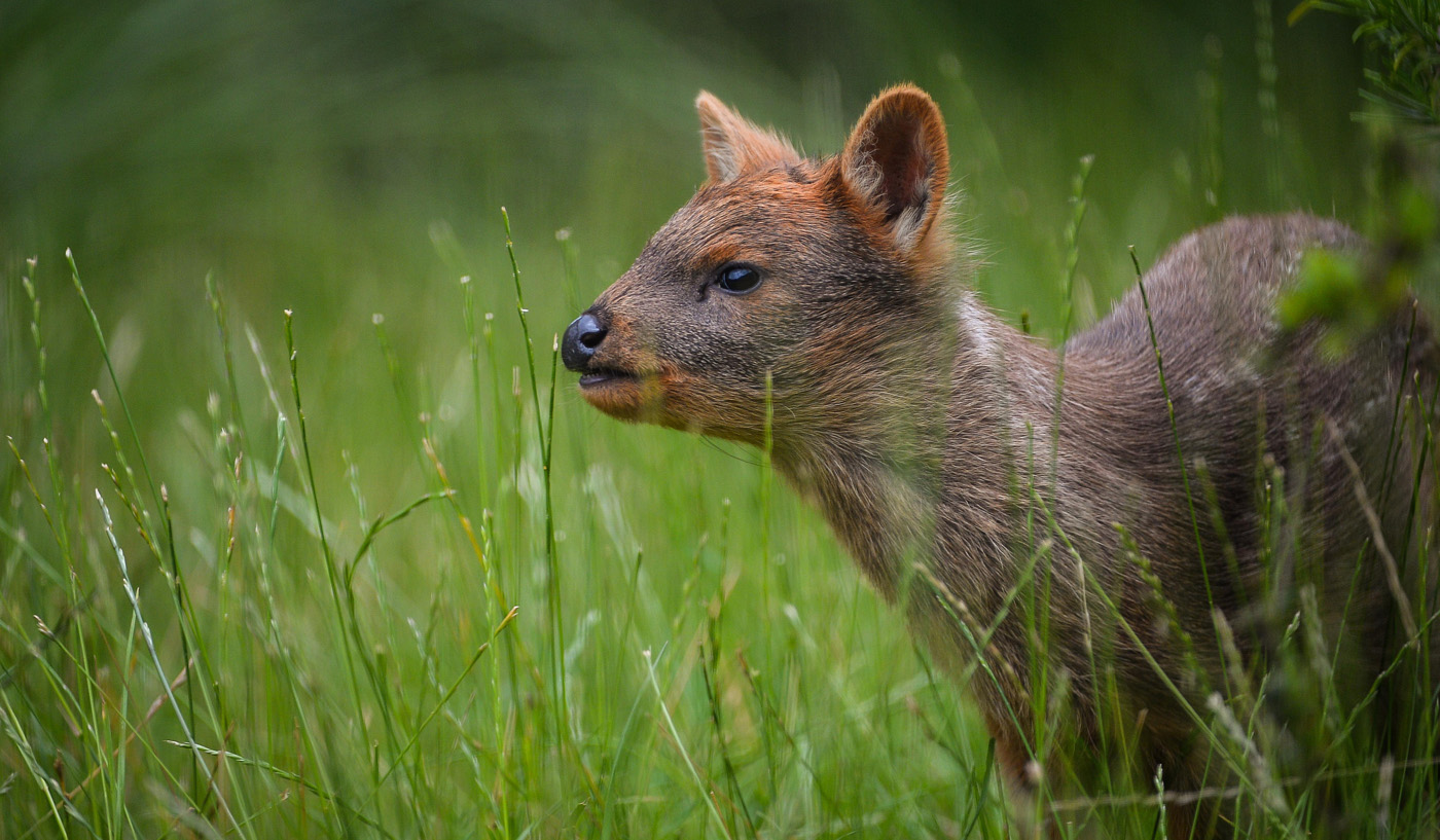 Tiny deer born at the zoo Chester Zoo
