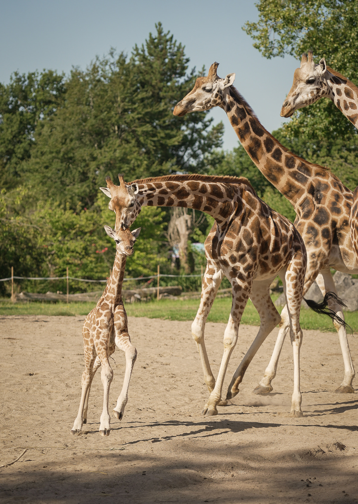 Pure Northern giraffe born | Chester Zoo