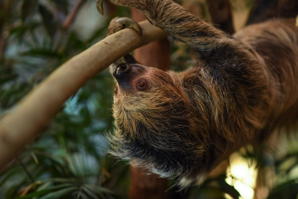 Adopt a sloth | Chester Zoo