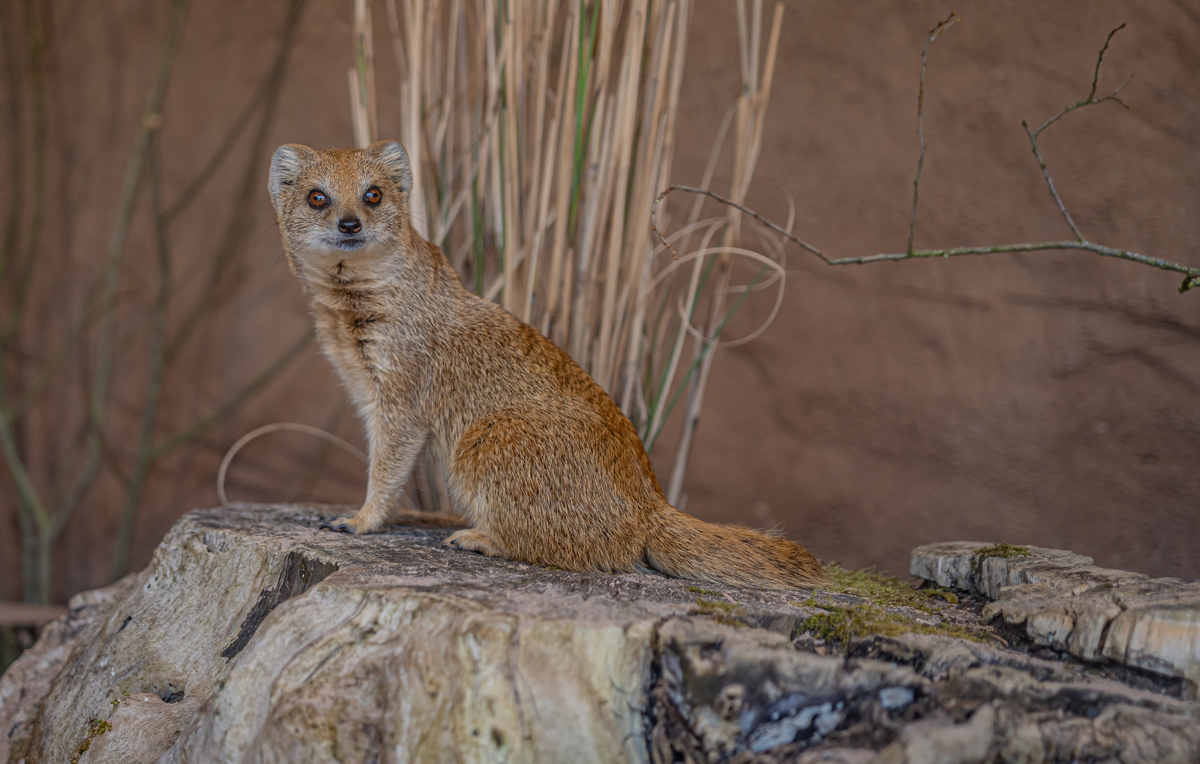 Yellow mongoose | Chester Zoo animals
