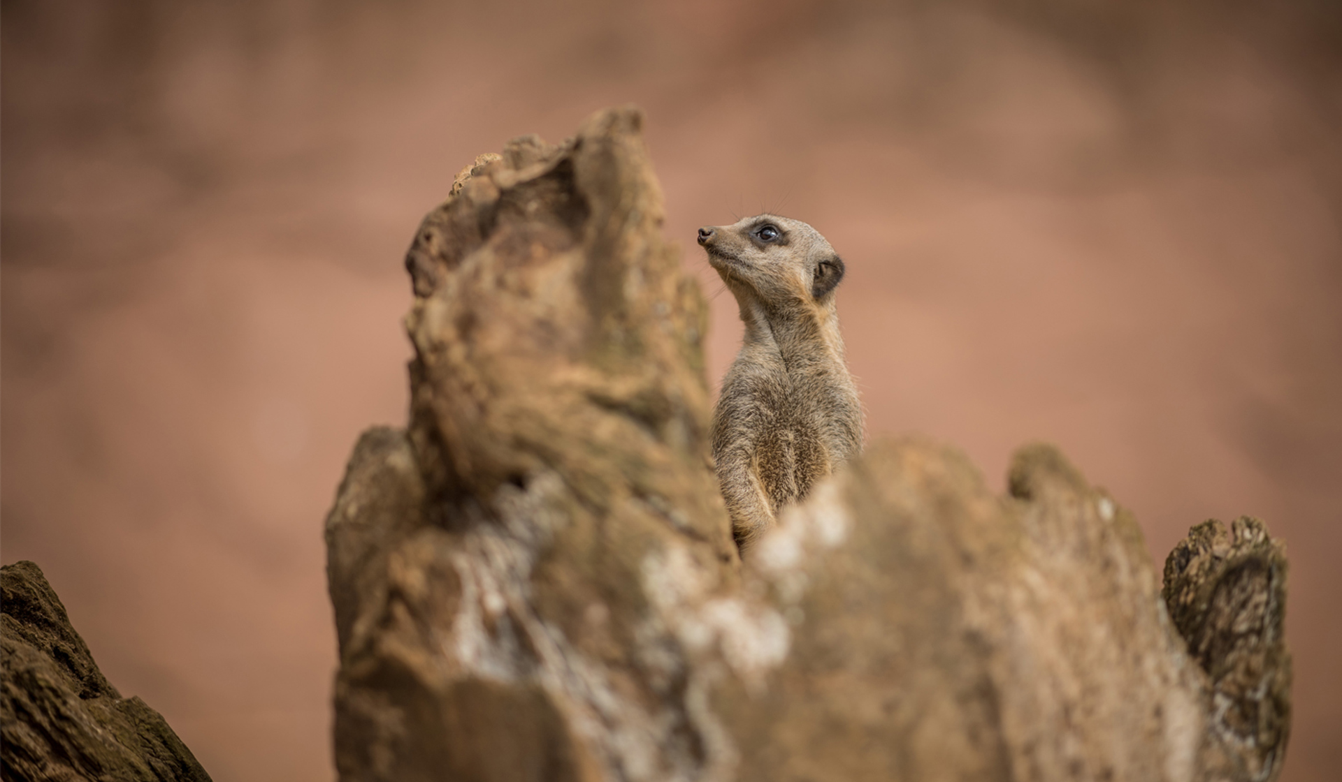 Chester Zoo Gallery 1