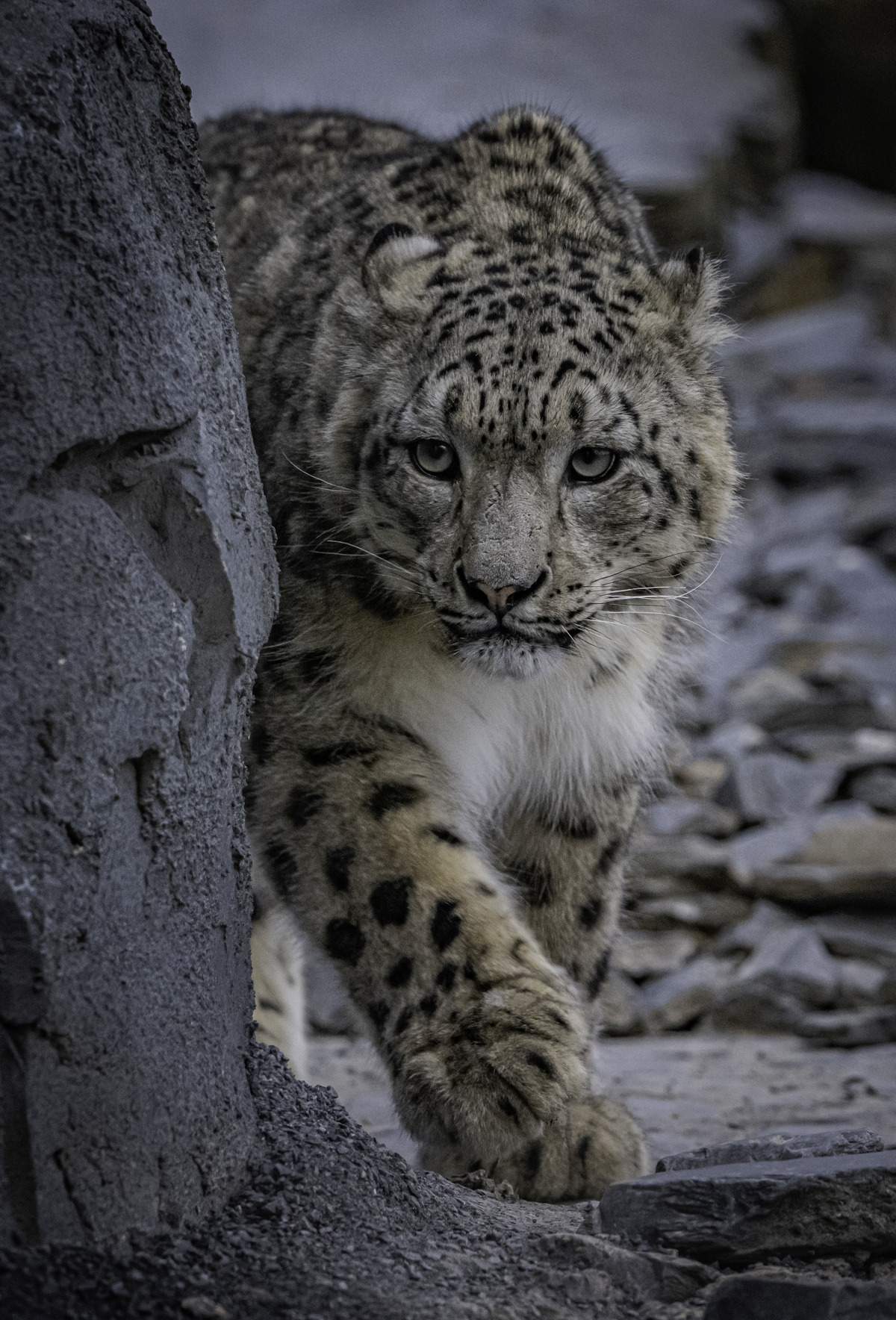 Snow Leopard Breakfast | Experiences at Chester Zoo