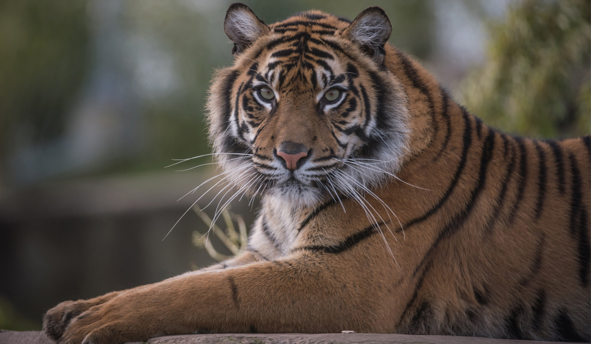 Sumatran tiger | Chester Zoo animals