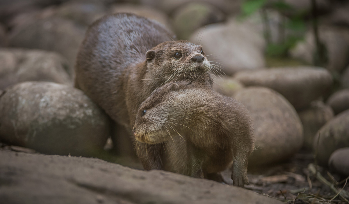 Asian short-clawed otter | Chester Zoo animals