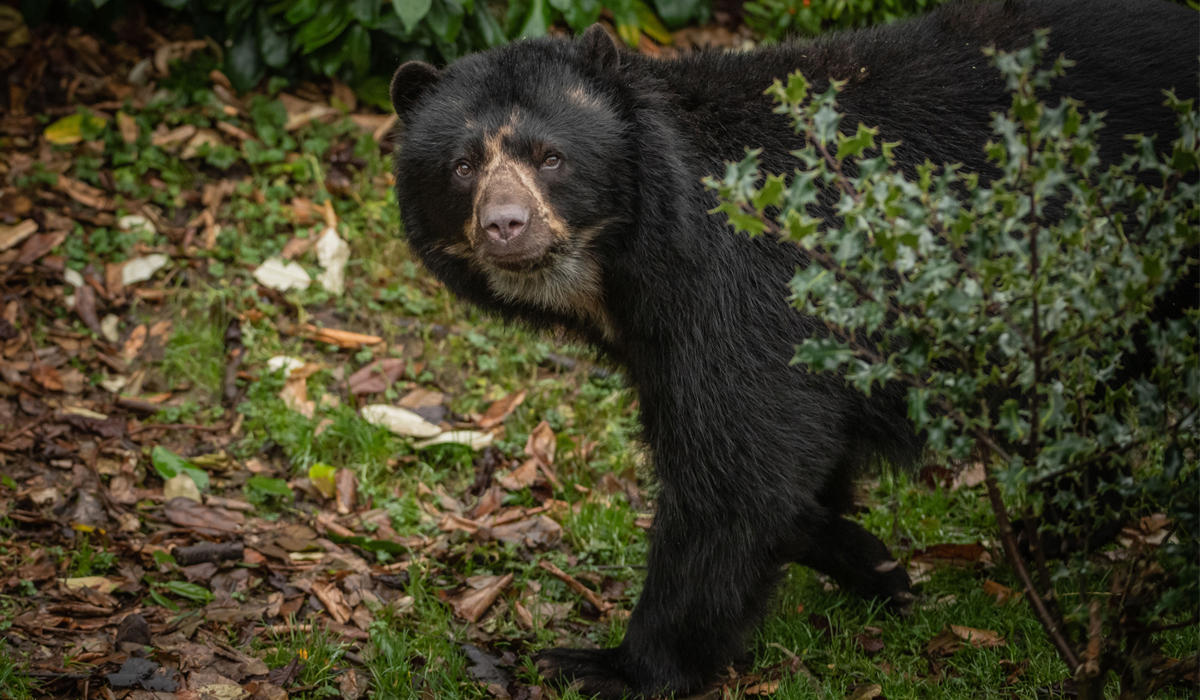 Andean bear | Chester Zoo animals