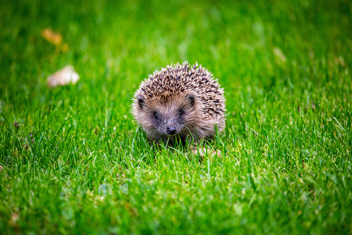 ANIMAL FACT FILE: Hedgehog