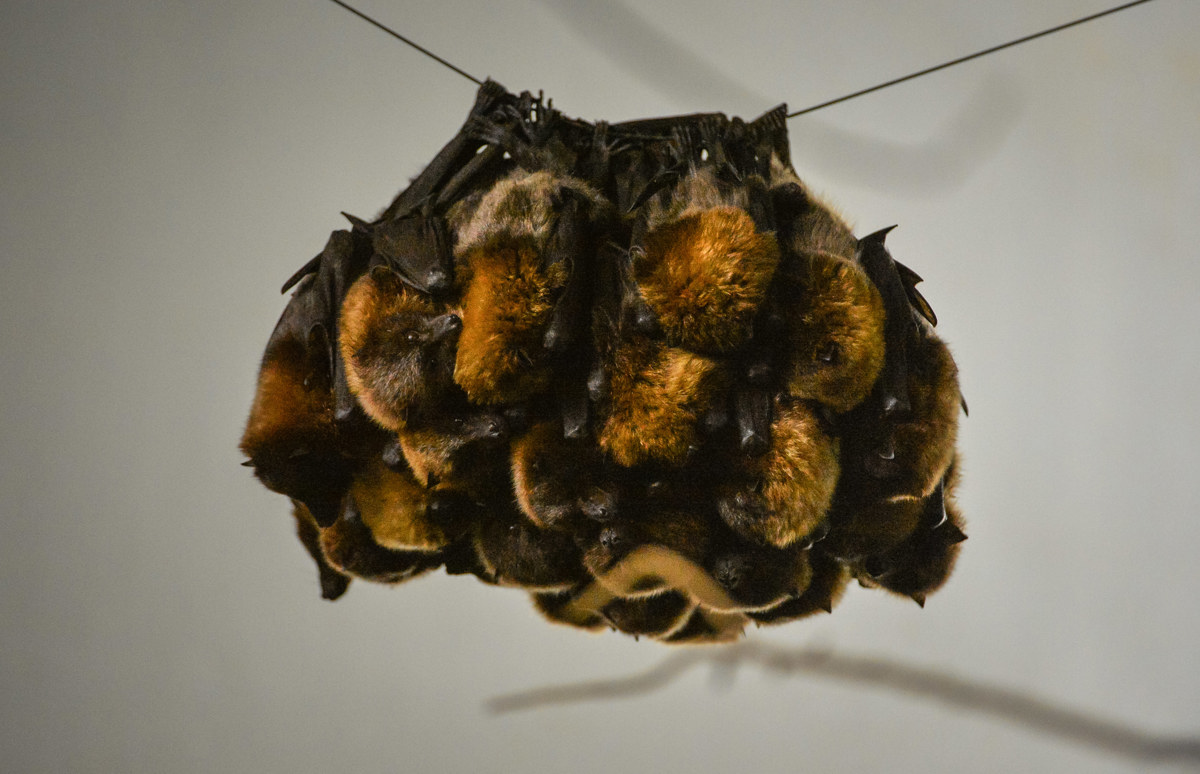 Saving the Rodrigues fruit bat