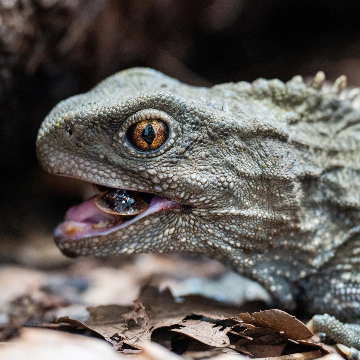 Tuatara | Chester Zoo animals