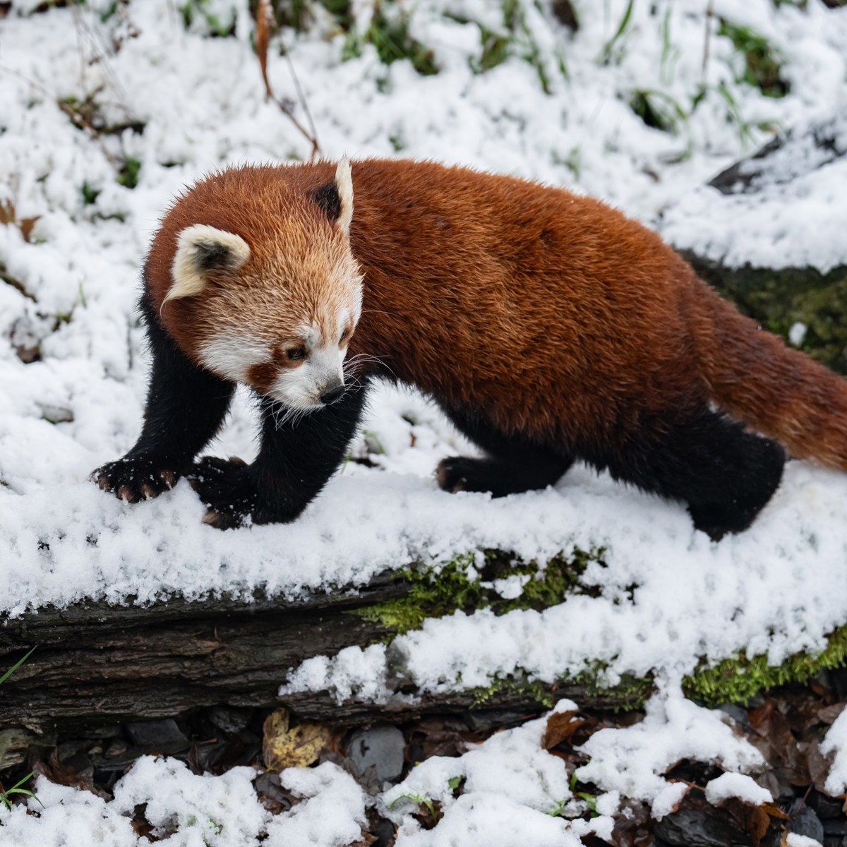 Winter visits to Chester Zoo | Chester Zoo