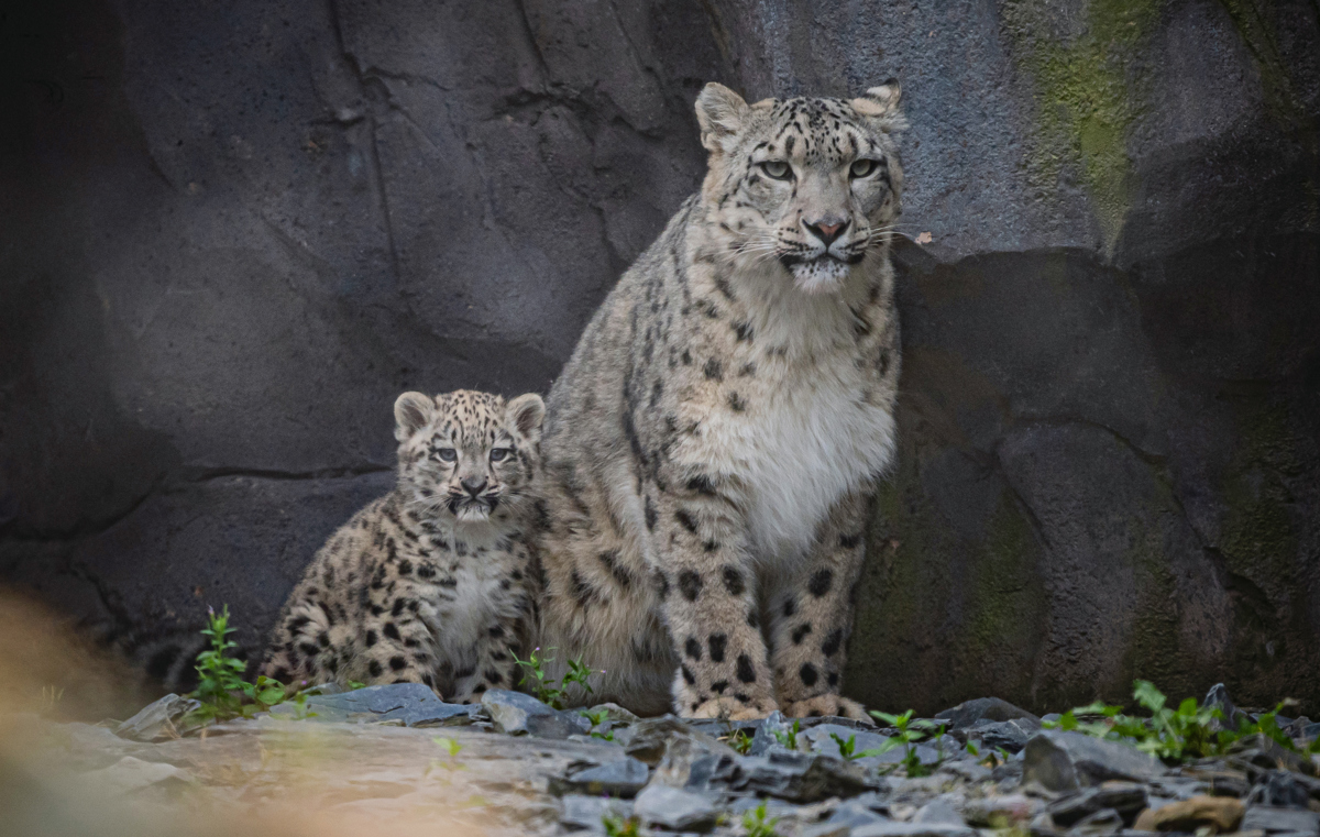 Meet Bheri – the snow leopard cub with a very special name