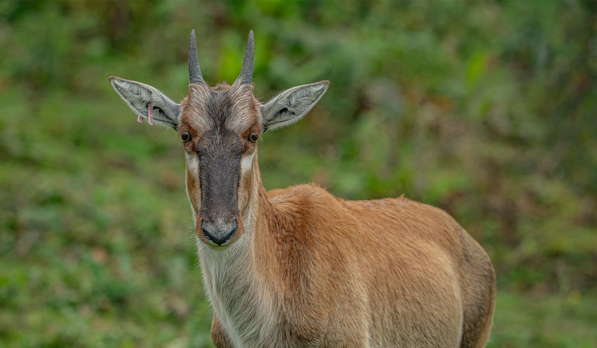Blesbok | Chester Zoo animals