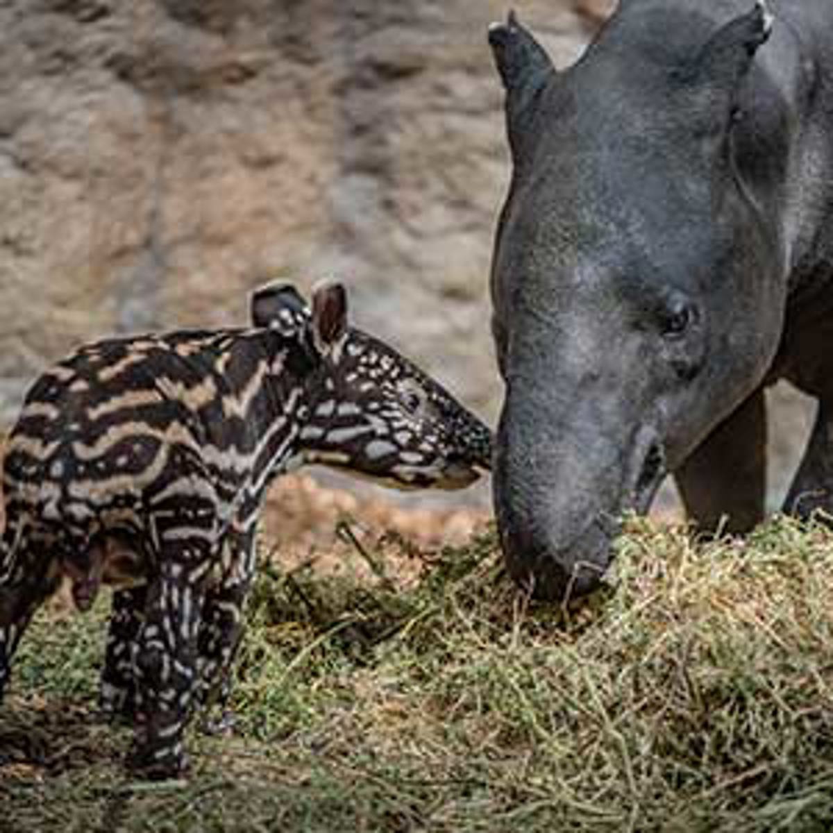 First glimpse of super-cute baby Malayan tapir | Chester Zoo