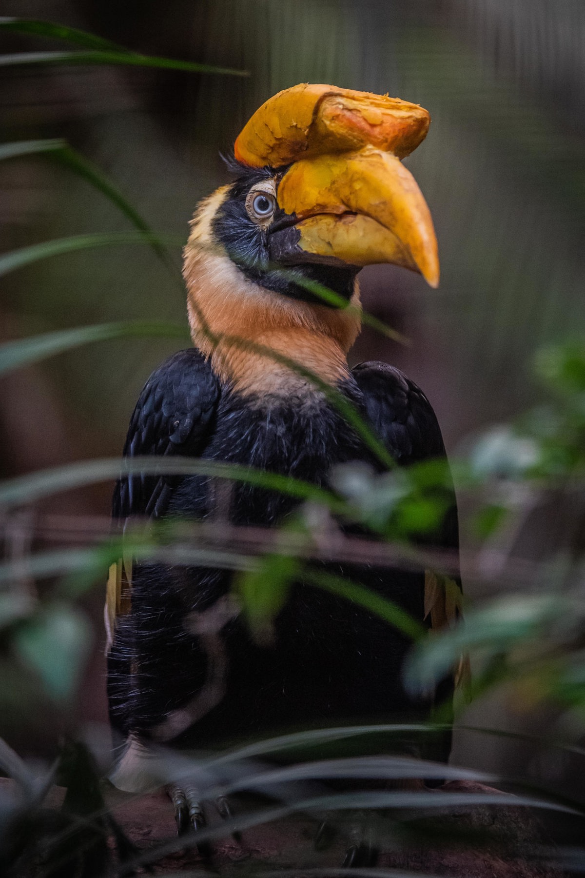 Great hornbill | Chester Zoo animals