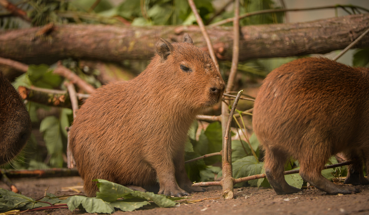 Capybara | Chester Zoo animals