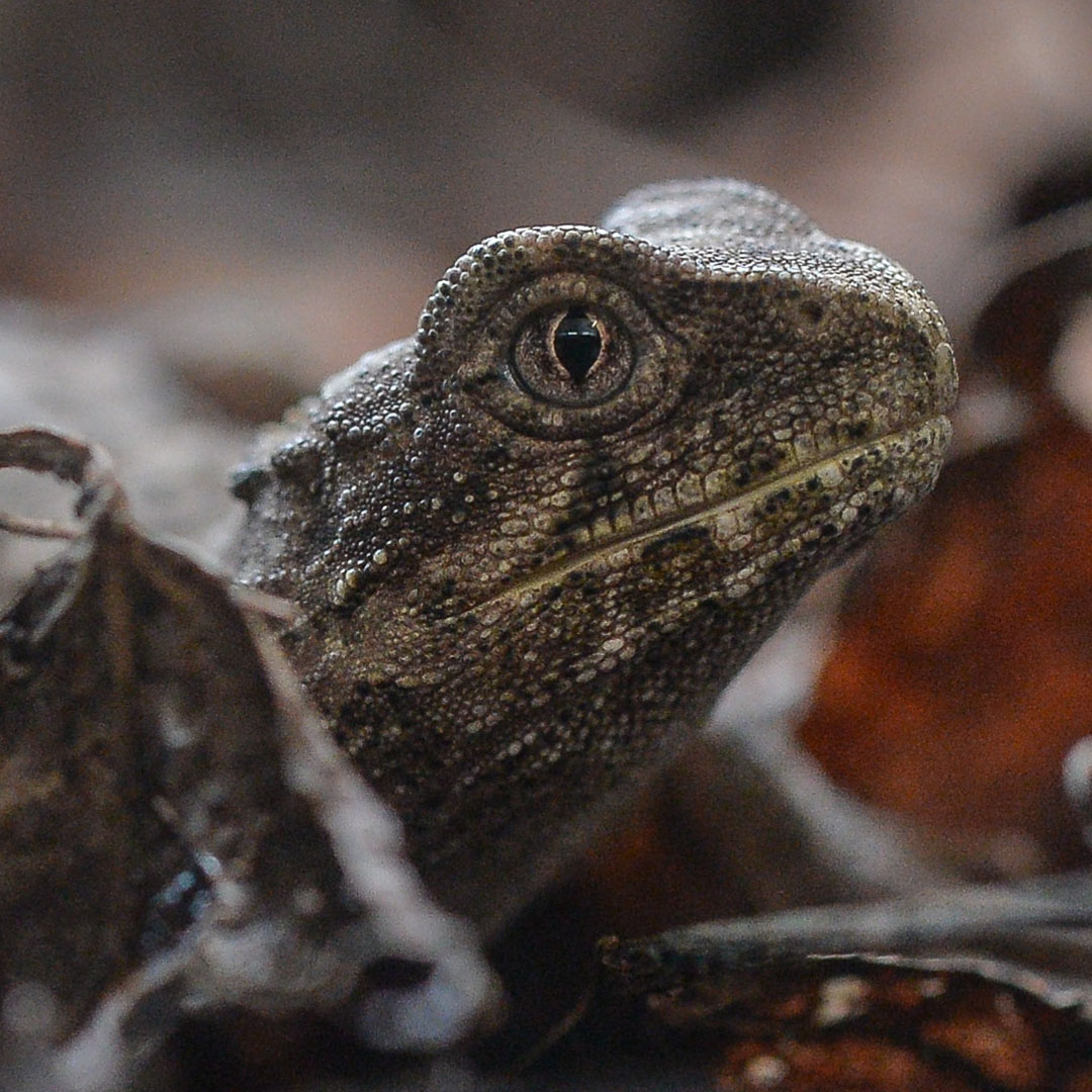 Tuatara | Chester Zoo animals