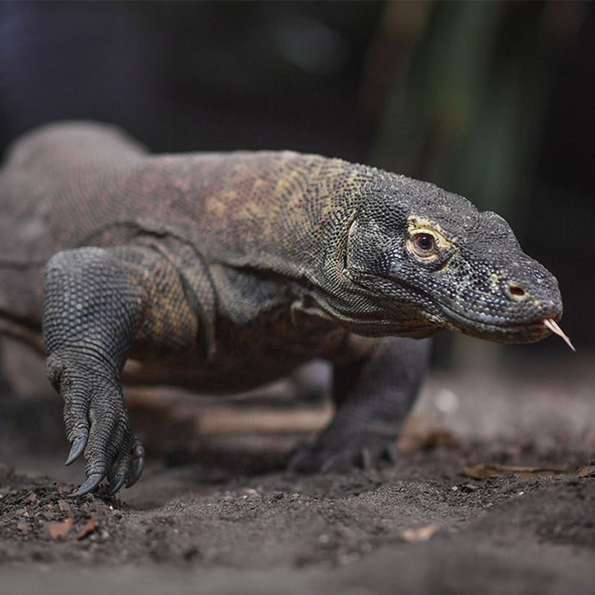Adopt a Komodo dragon | Chester Zoo