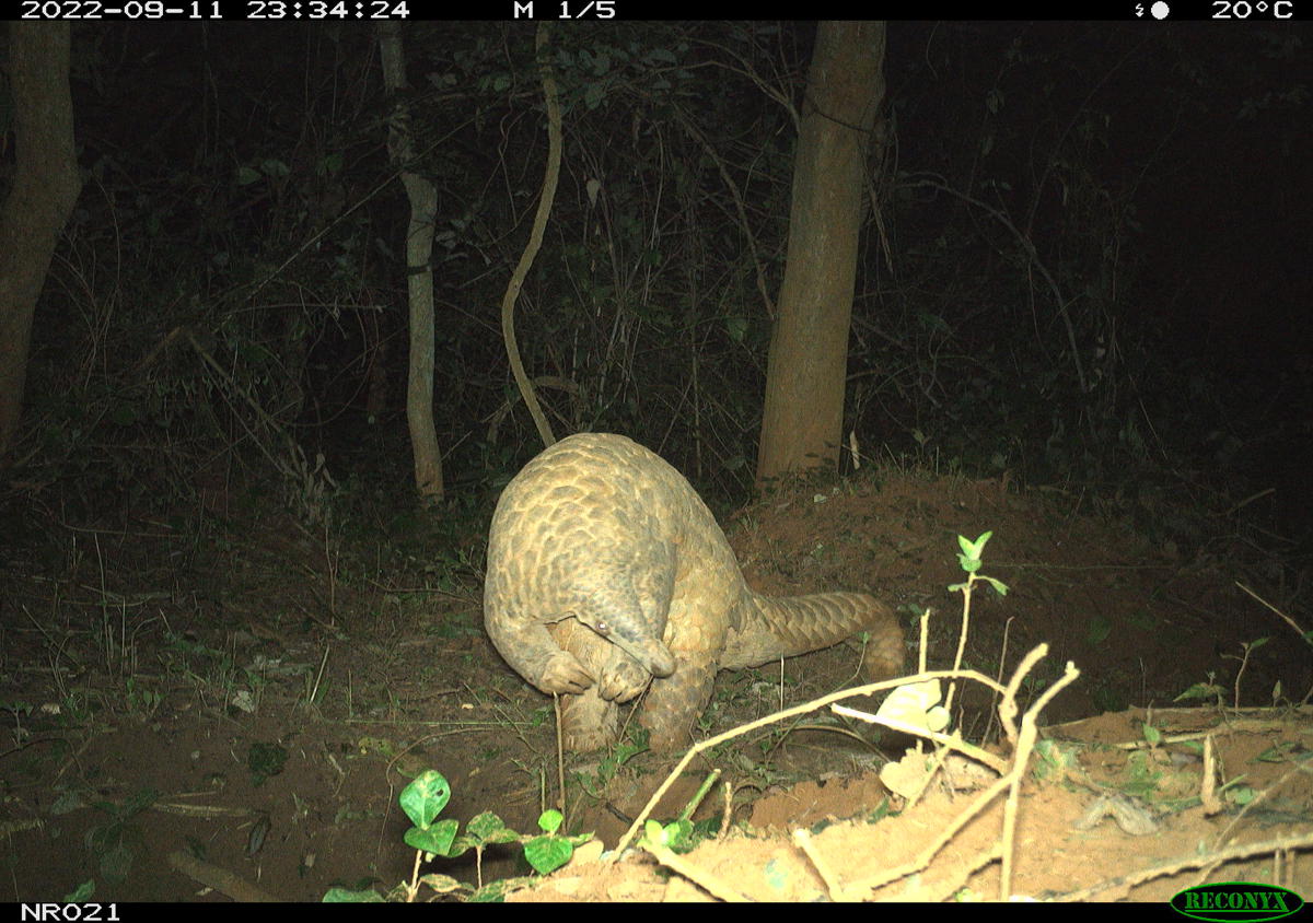 Chester Zoo | World Pangolin Day 2025