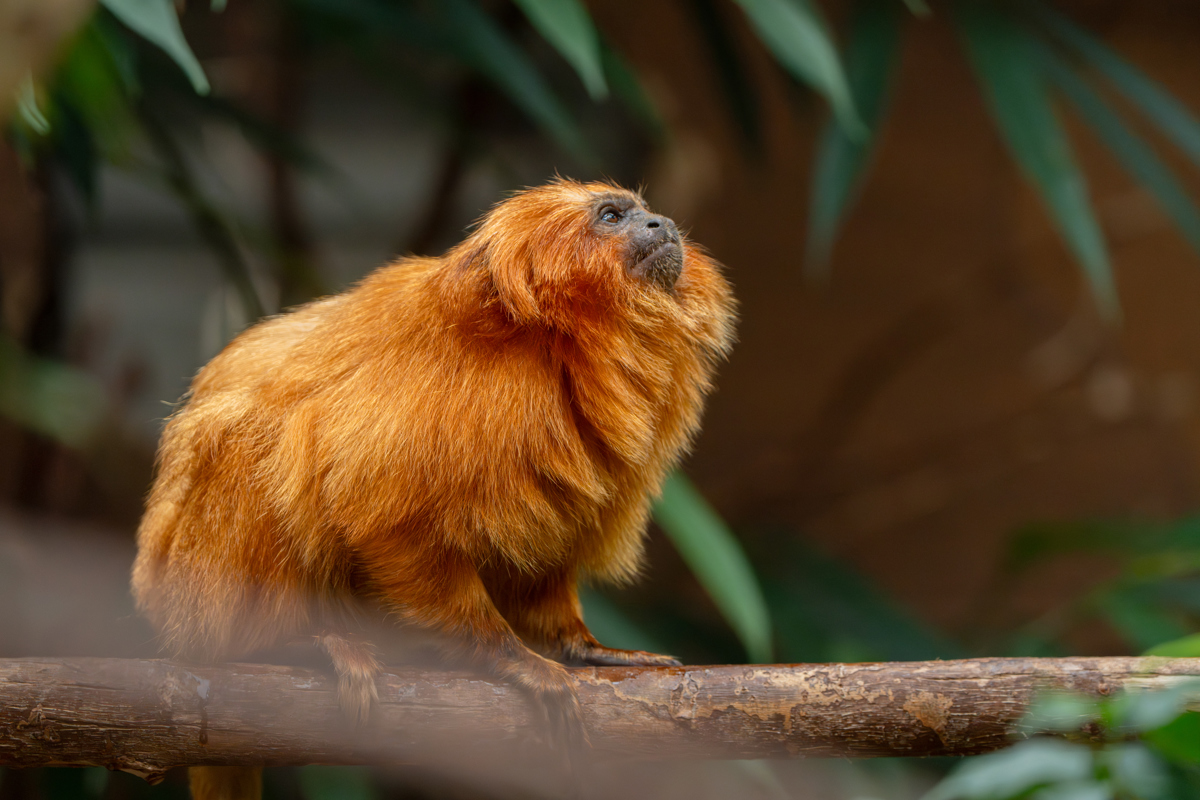Emperor Tamarin Habitat