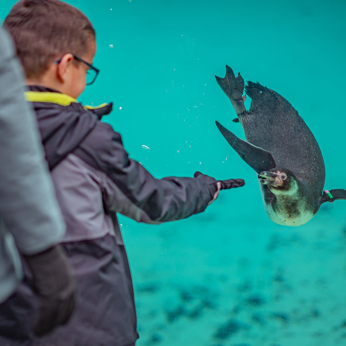 Universal Credit Zoo Tickets | Chester Zoo