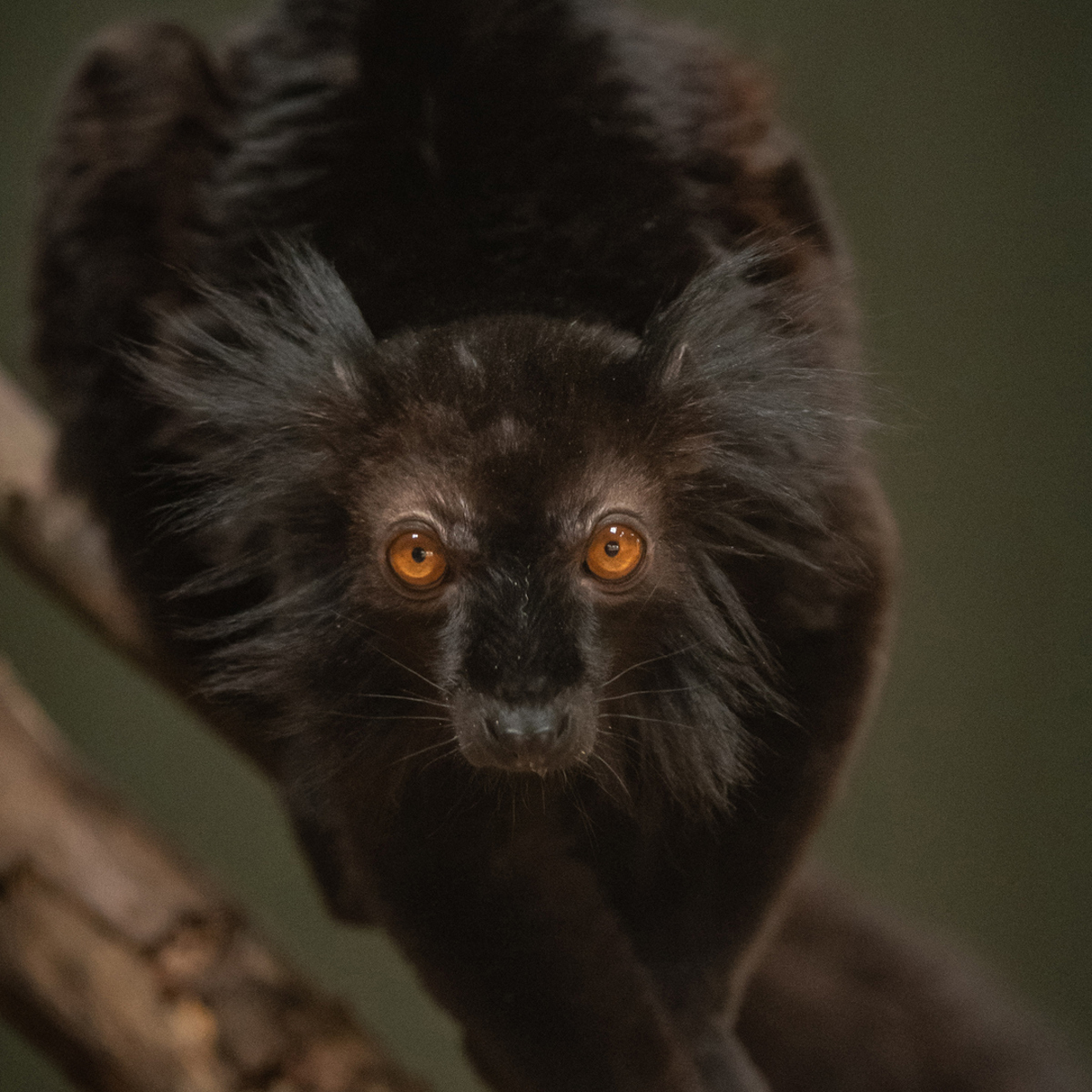 Black lemur | Chester Zoo animals