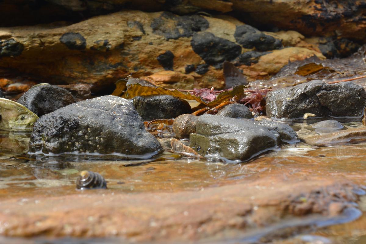 Rock-pooling for fish