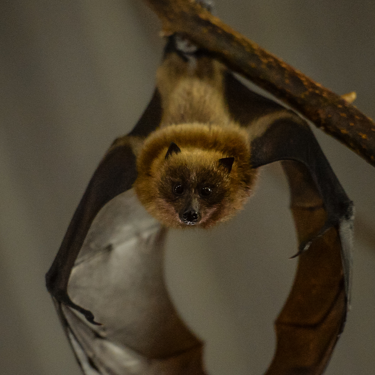 Rodrigues Fruit Bat| Chester Zoo animals